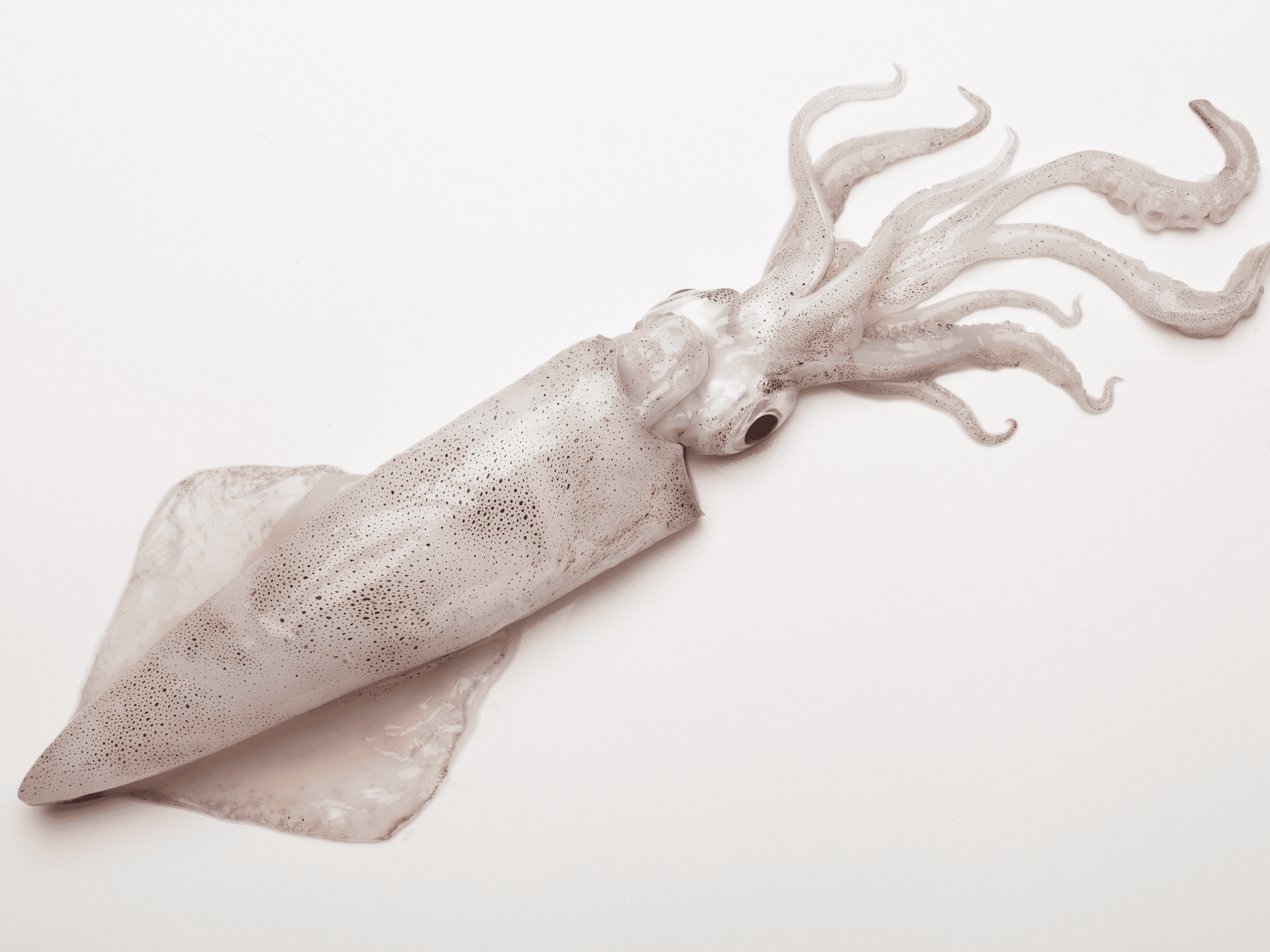 Tintenfisch zubereiten - Calamari in der Pfanne oder auf dem Grill ...